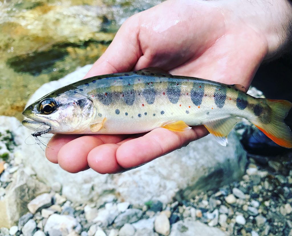 Amago Season | NaraExperience.com blog